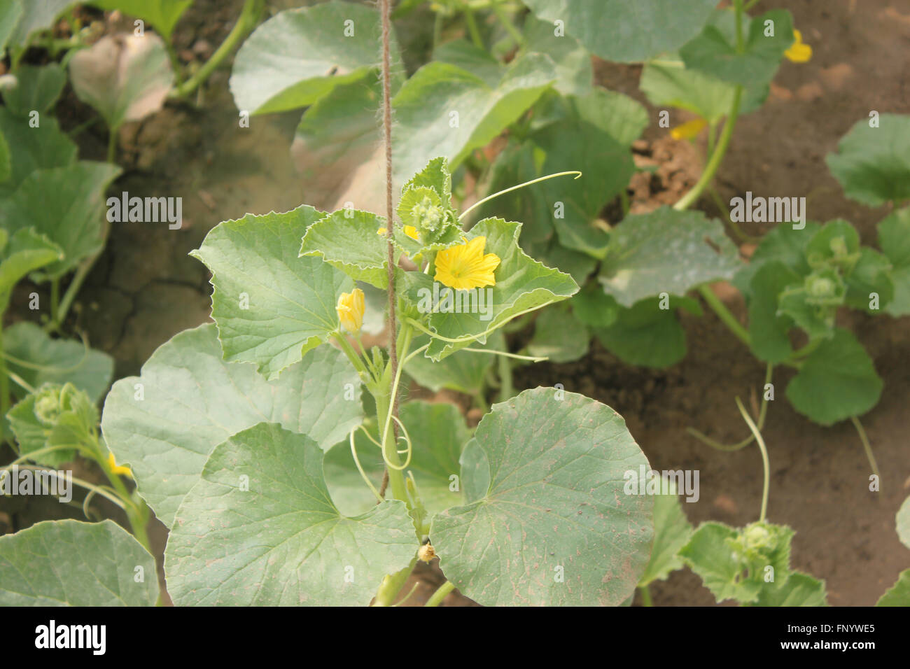 Concombre arménien, Snake, concombre Cucumis melo var. flexuosus, kakri ...