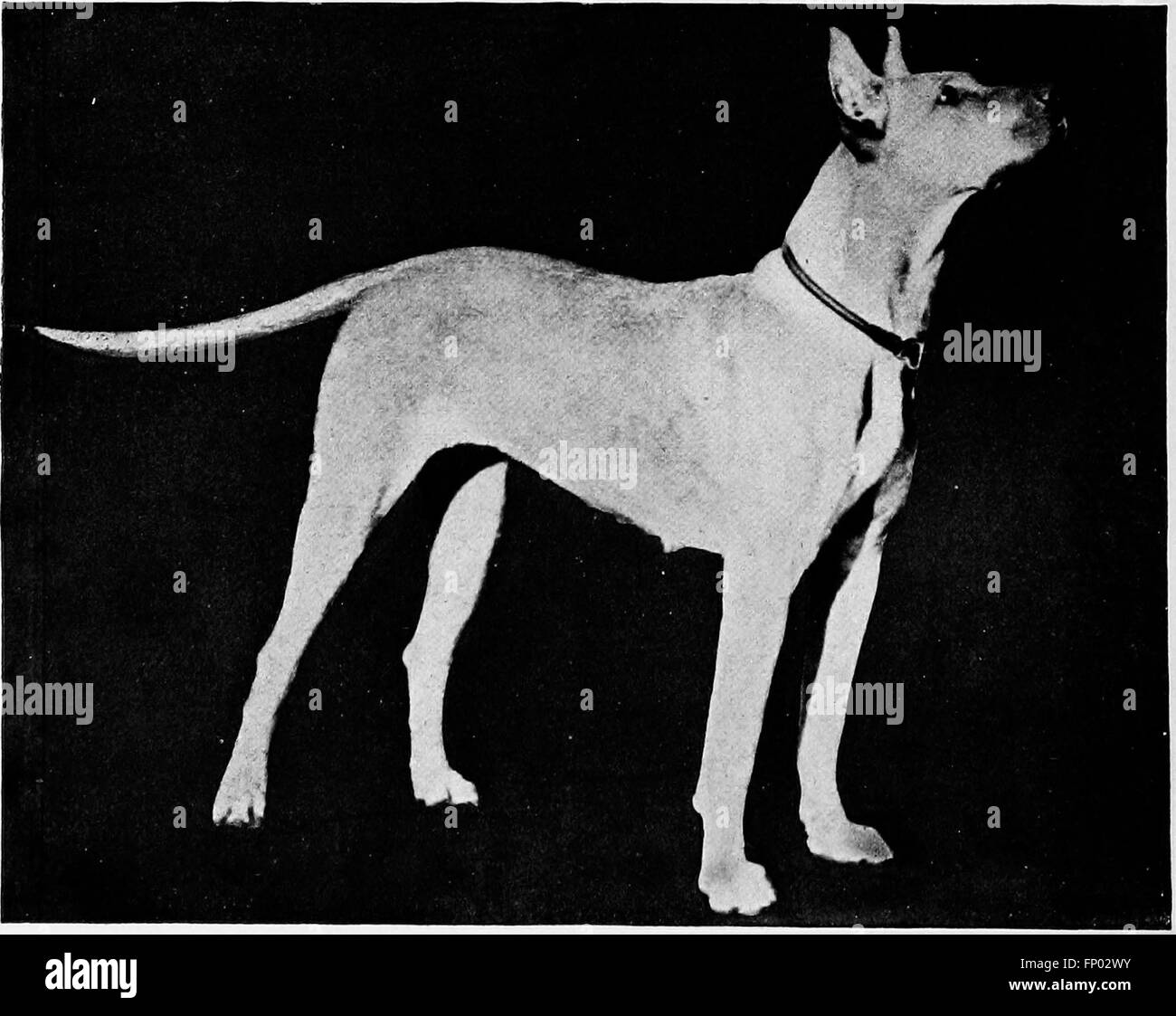 Races de chiens anciennes Banque de photographies et d’images à haute ...