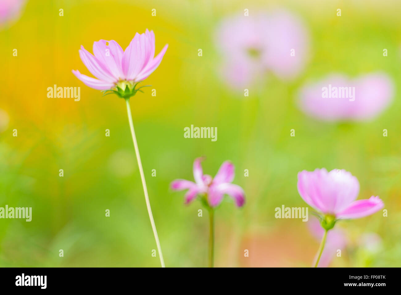 Champ de fleurs cosmos Banque de photographies et d’images à haute ...