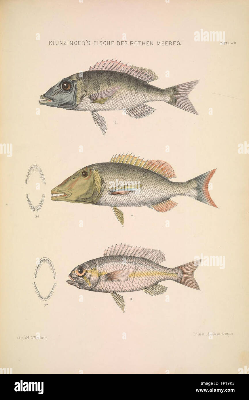 'Die Fische des Rothen Meeres' (planche VII) présente des ...