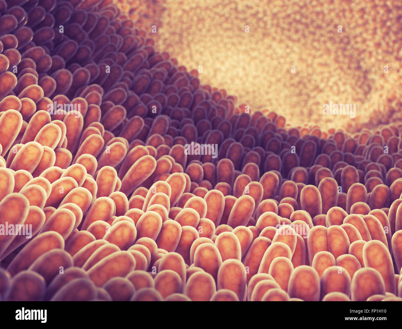 Villosités intestinales Banque de photographies et d’images à haute ...