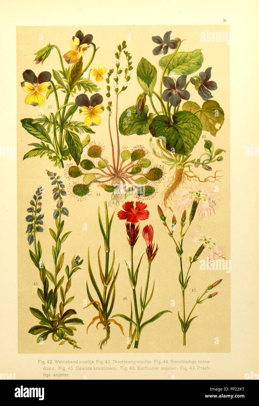 Onze Flora est une œuvre botanique détaillant la flore d’une région ...