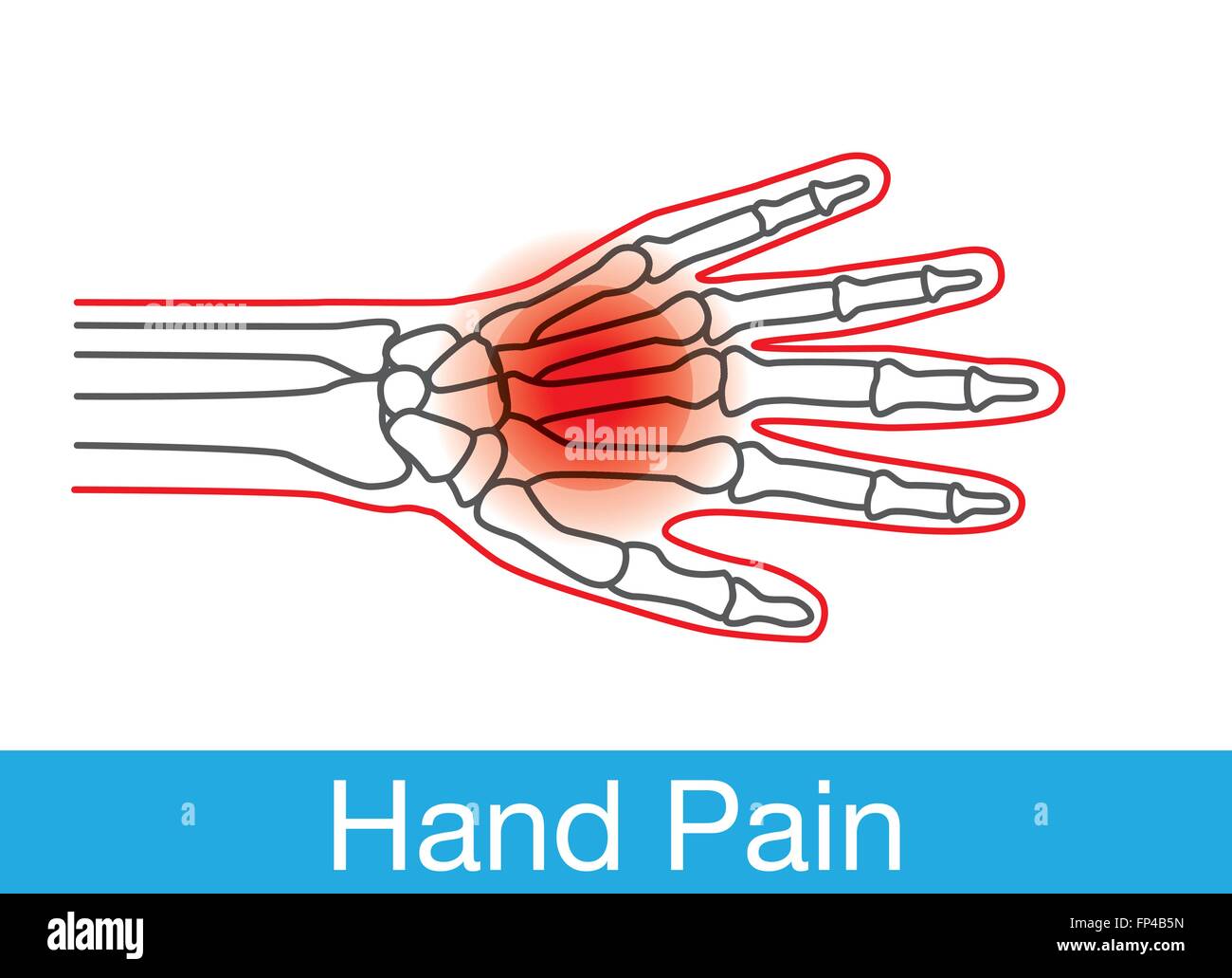 Anatomie humaine muscles de corps Banque d'images vectorielles - Page 3 ...