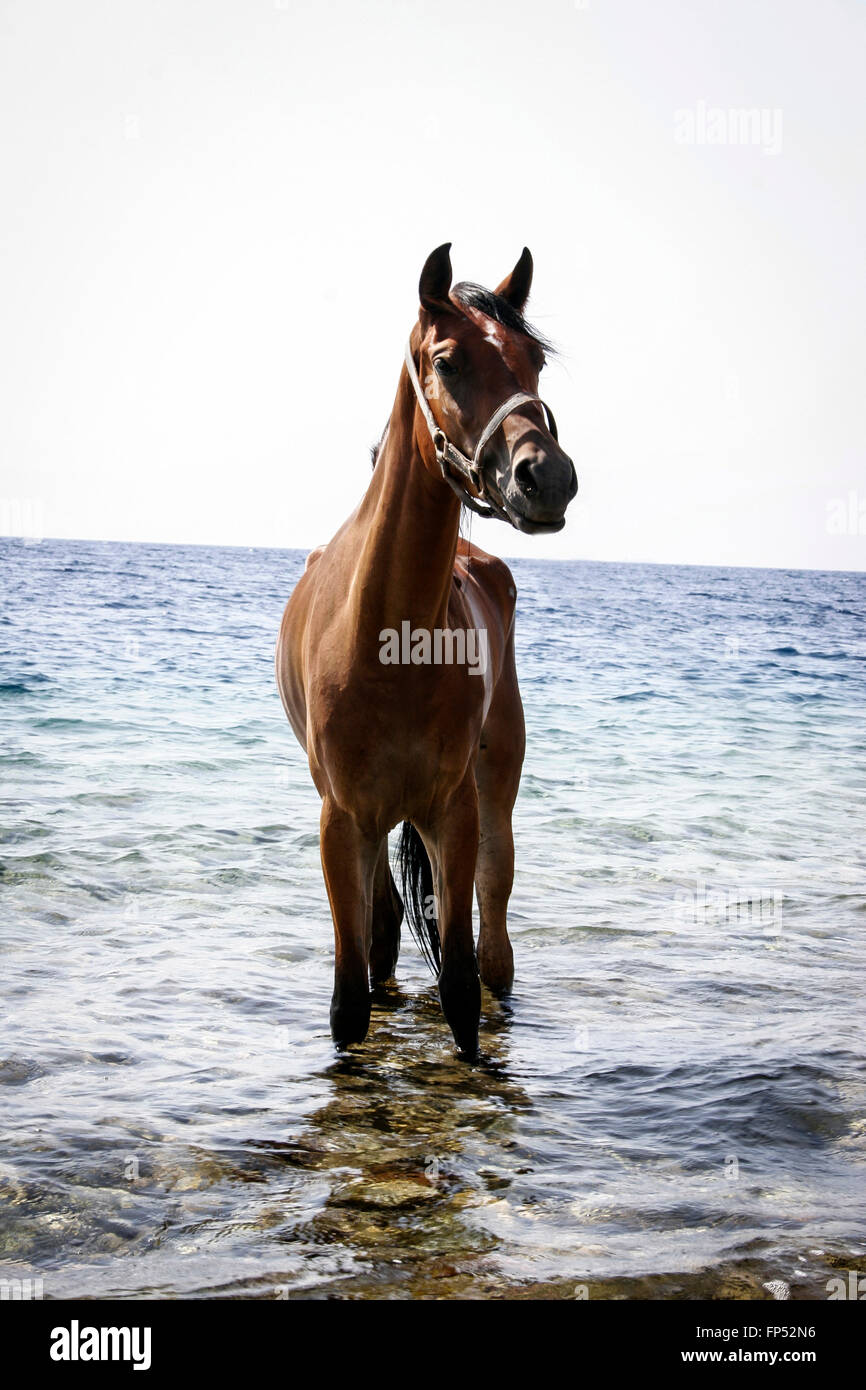 Un cheval de mer Banque de photographies et d’images à haute résolution ...