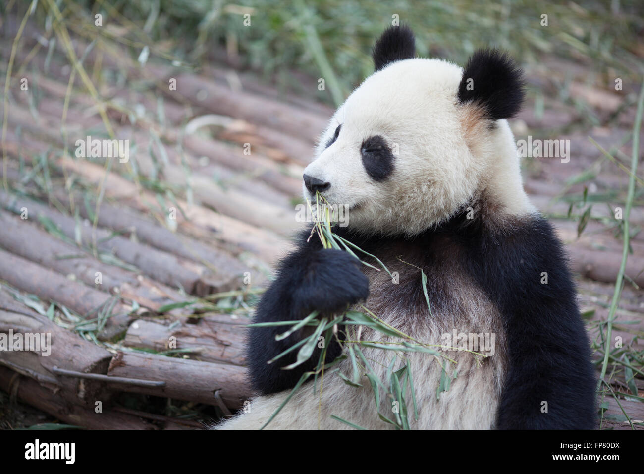 Panda Mignon Banque d'image et photos - Alamy