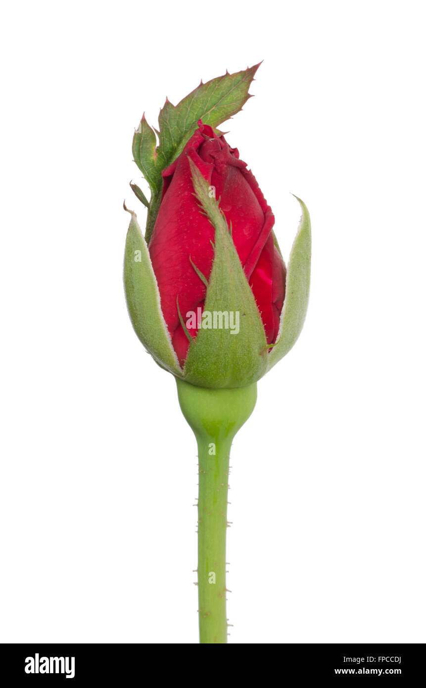 Fond blanc avec rose rouge Banque de photographies et d’images à haute ...