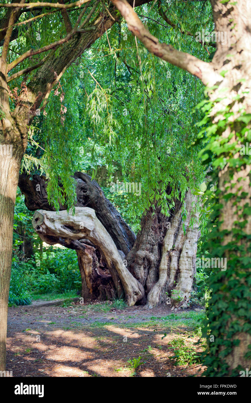 Old willow tree Banque de photographies et d’images à haute résolution ...