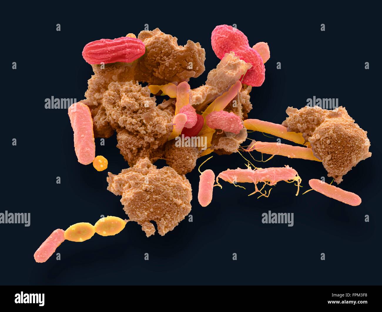Les bactéries fécales. La numérisation electr Microphotographie (SEM ...