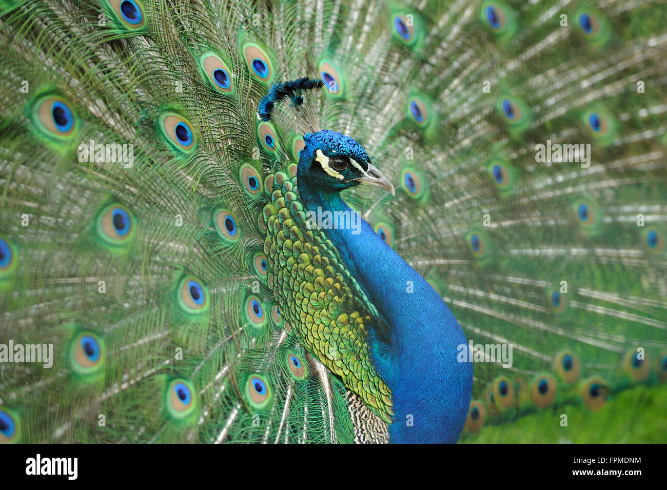 Oiseau Paon Montrant Des Plumes Banque d'image et photos - Alamy