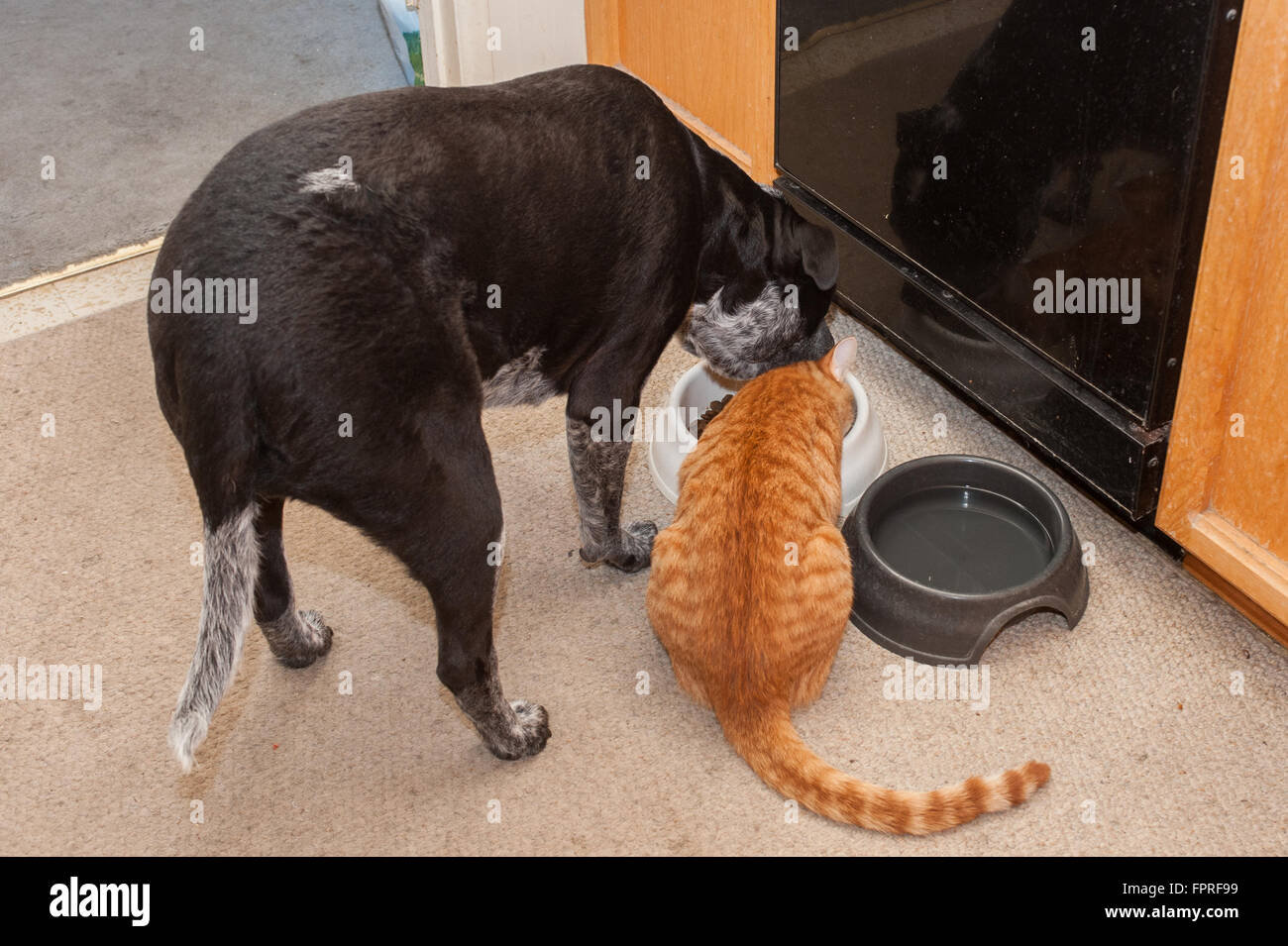 Chien et chat mangent ensemble Banque de photographies et d’images à ...