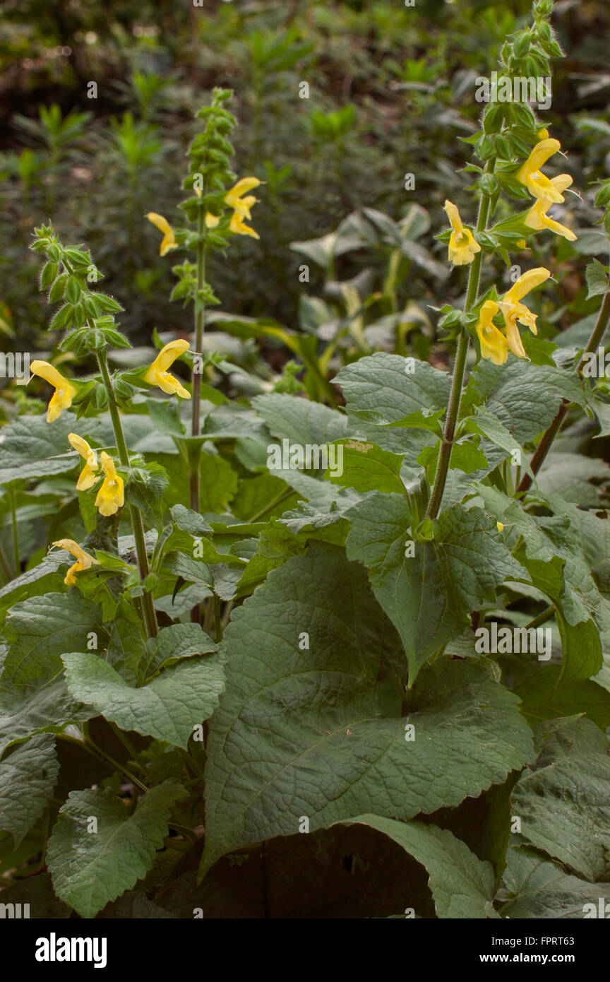 Salvia sage Banque de photographies et d’images à haute résolution - Alamy