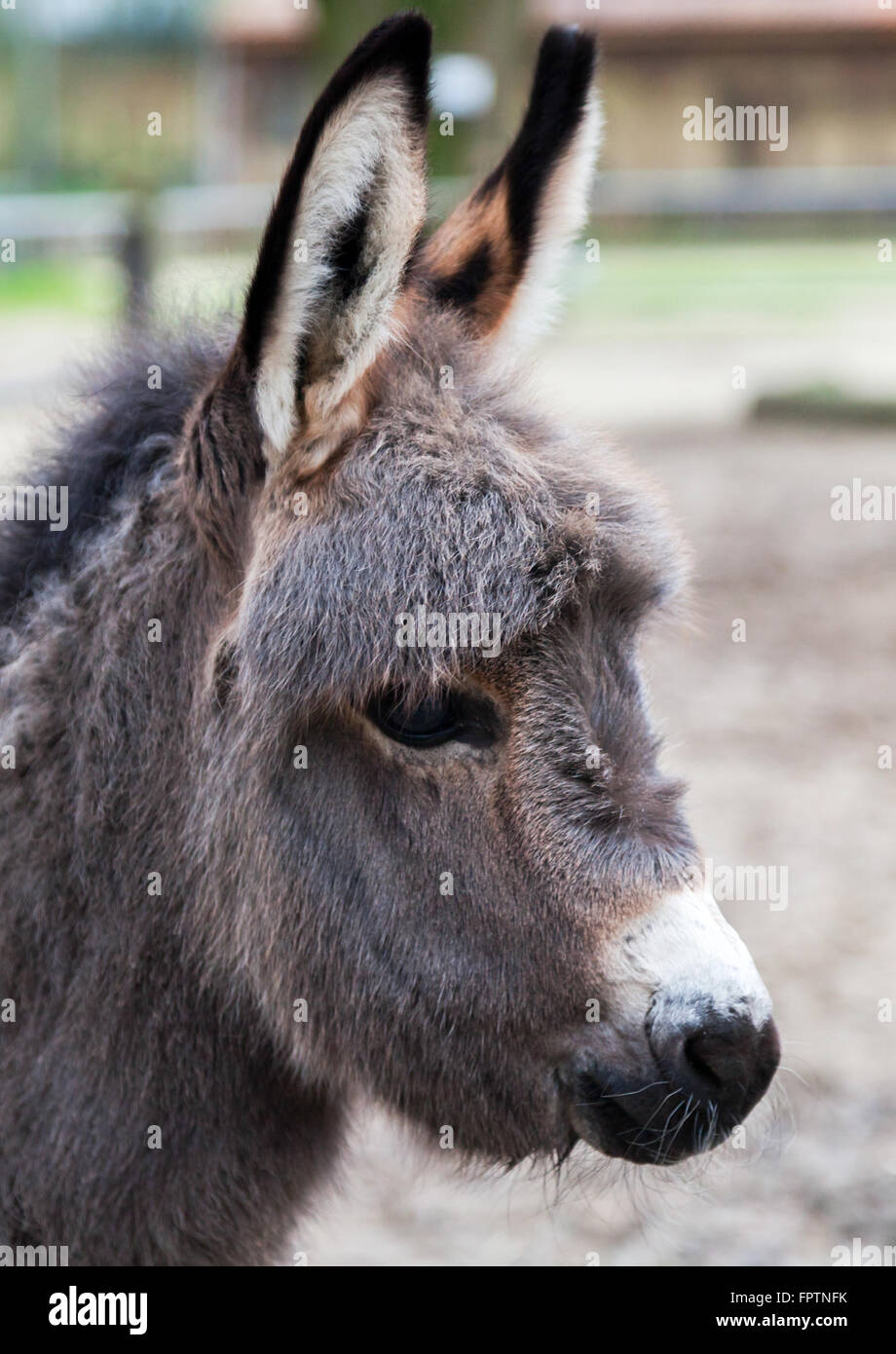 Donkey face Banque de photographies et d’images à haute résolution - Alamy