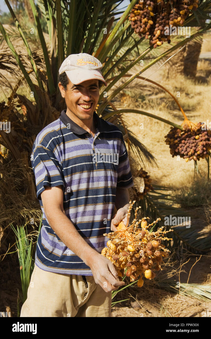 L'homme à la date récolte dans la palmeraie de Rissani, palmier dattier ...