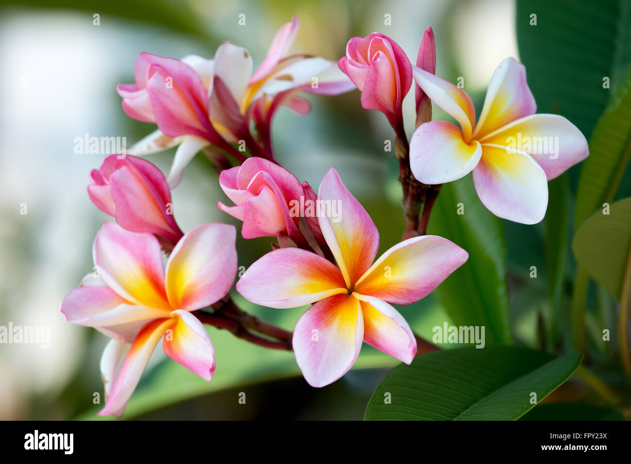 Groupe de fleurs blanches et roses jaunes (frangipanier, Plumeria) lors ...