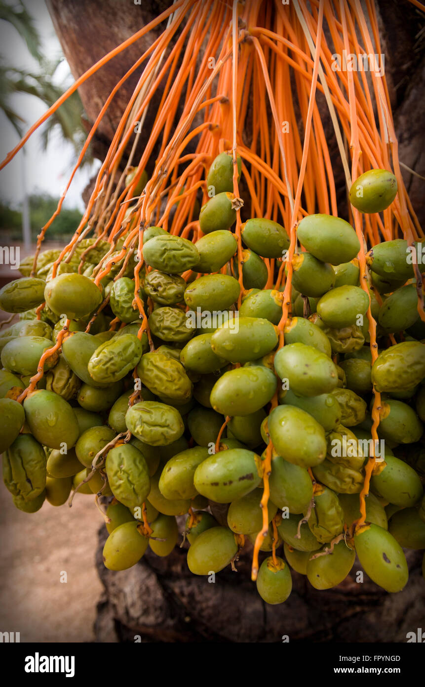 Arbre De Dattes Avec Des Fruits Banque d'image et photos - Alamy