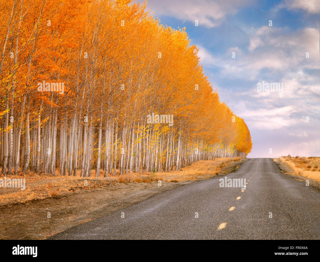 Troncs de peupliers Banque de photographies et d’images à haute ...