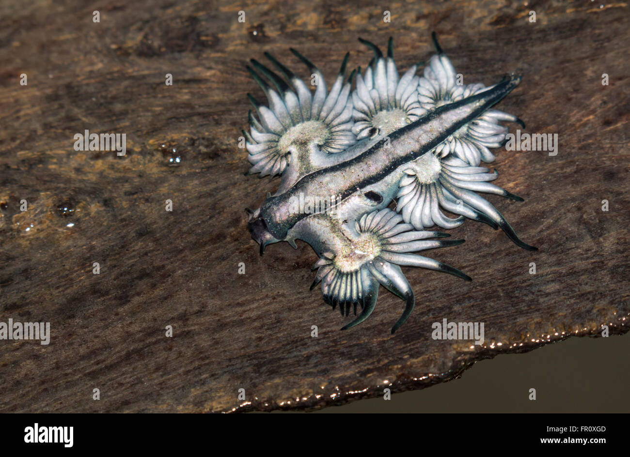 Glaucus atlanticus Banque de photographies et d’images à haute ...