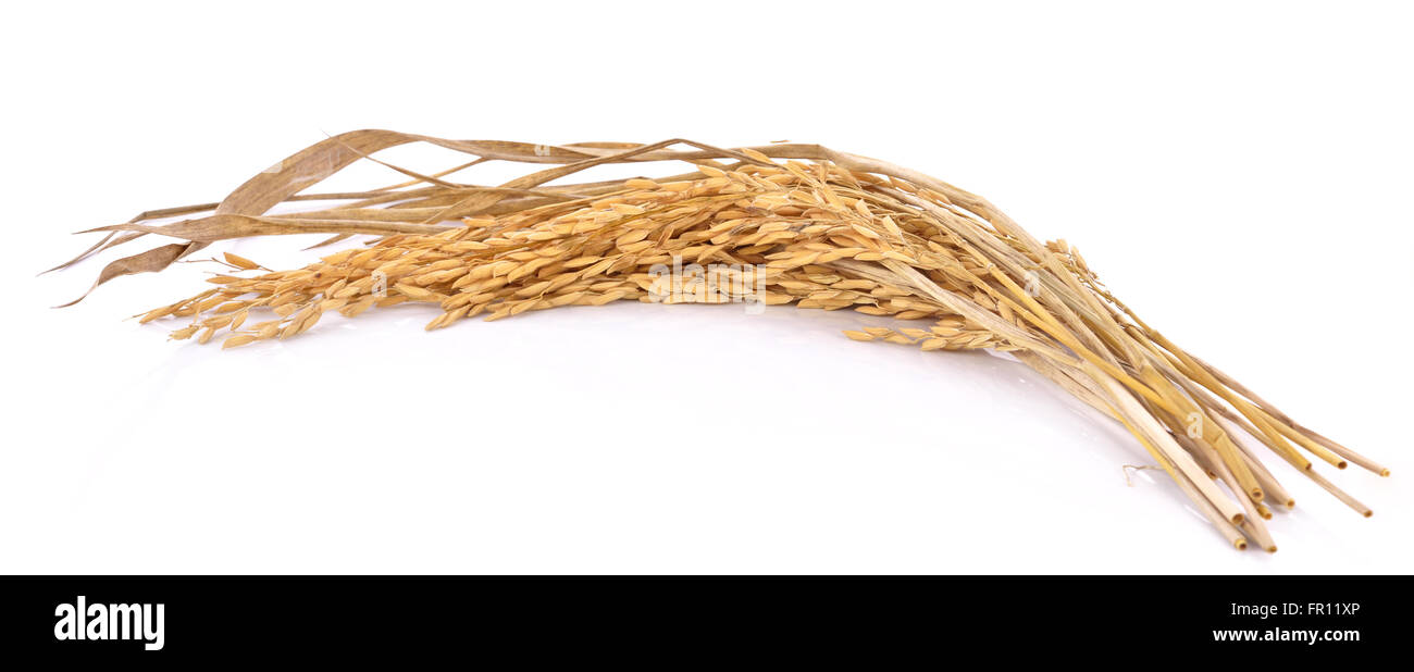 Rice paddy Banque d'images détourées - Alamy