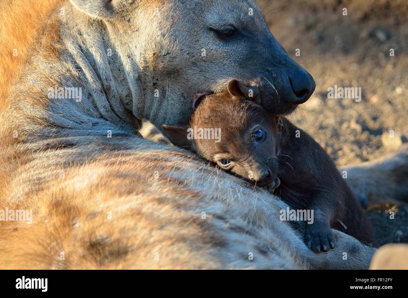 Petit hyène qui rit Banque de photographies et d’images à haute ...