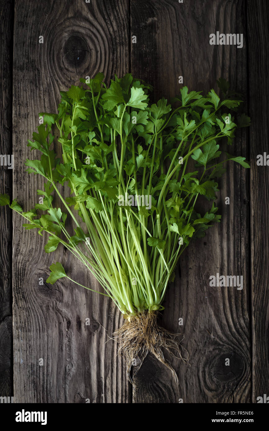 Feuilles de céleri Banque de photographies et d’images à haute ...