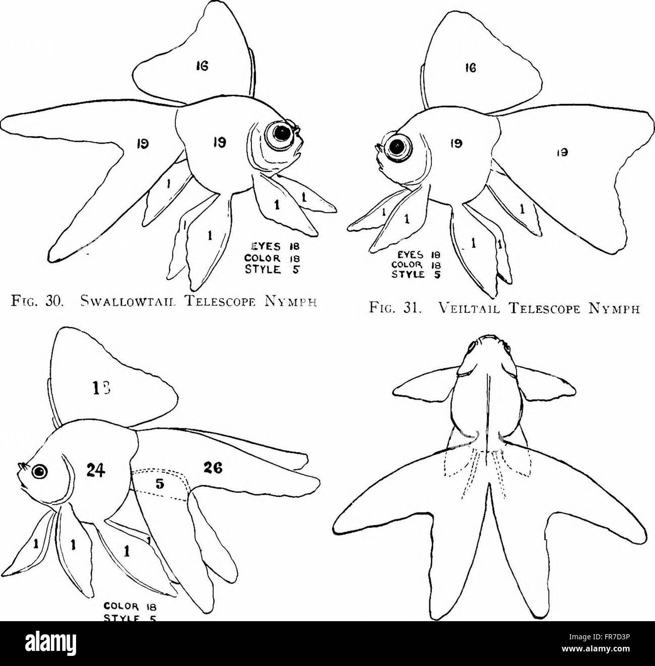Les variétés de poissons rouges et les poissons d'aquarium tropicaux ...