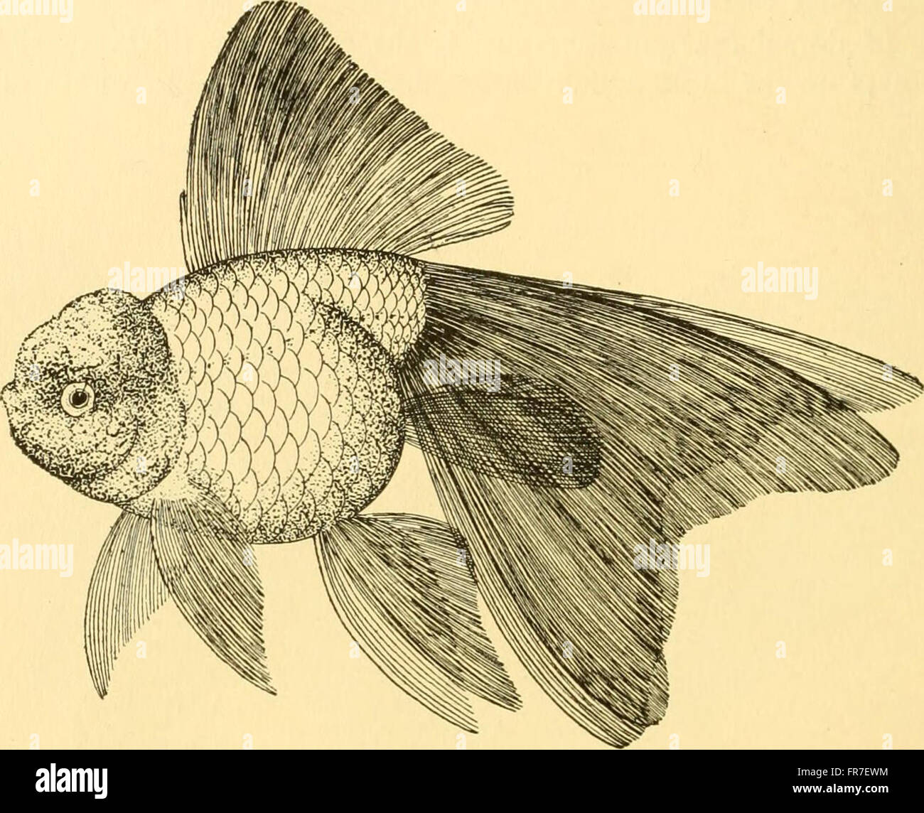 Les variétés de poissons rouges et les poissons d'aquarium tropicaux ...