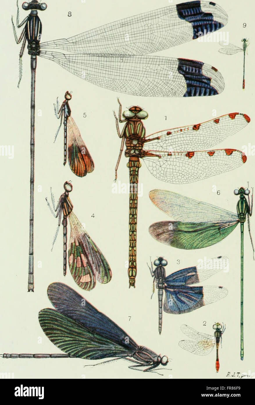 Cette étude de 1917 fournit un examen approfondi de la biologie des ...
