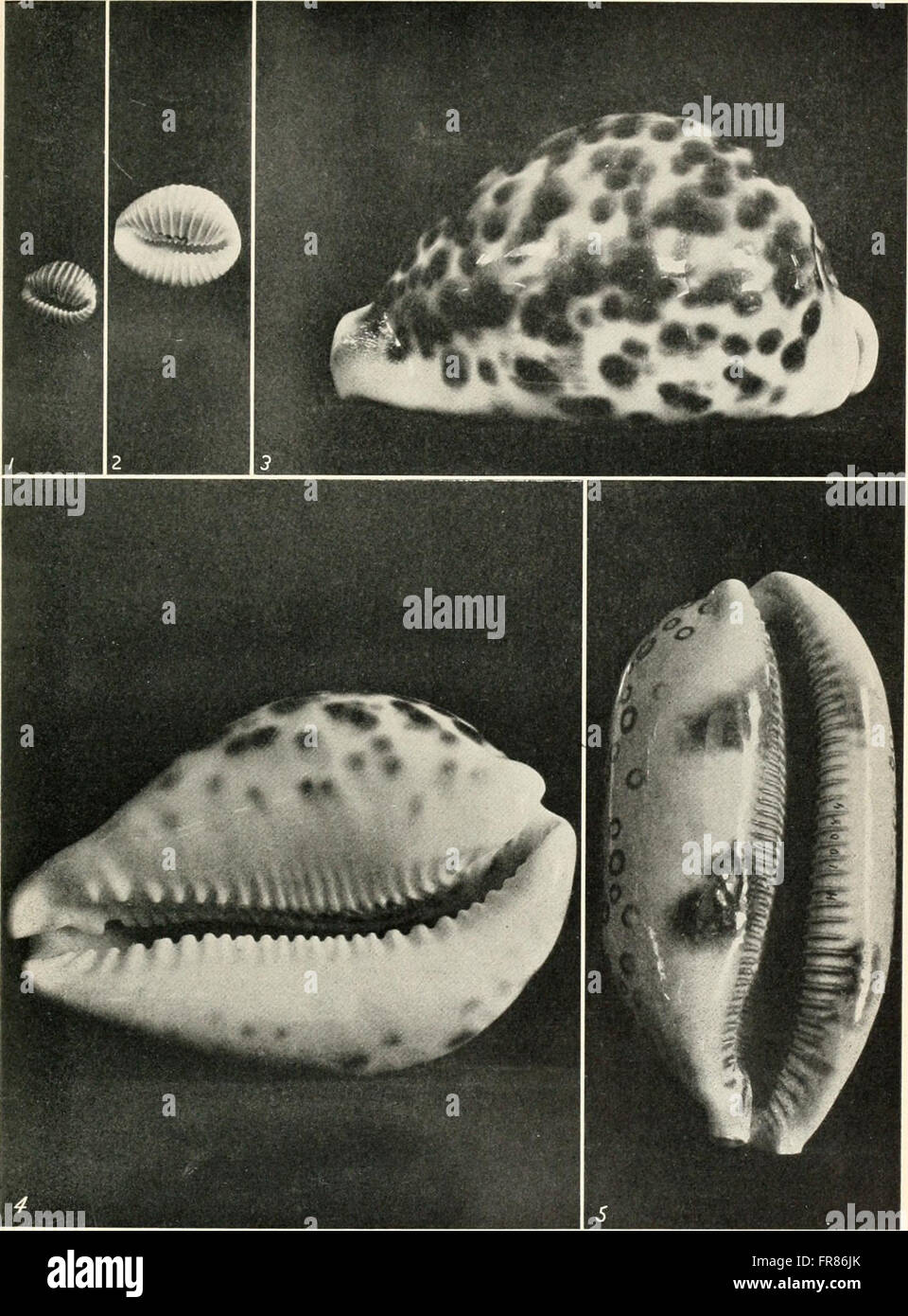 'The Shell Book' (1908) est un guide complet sur les coquillages ...