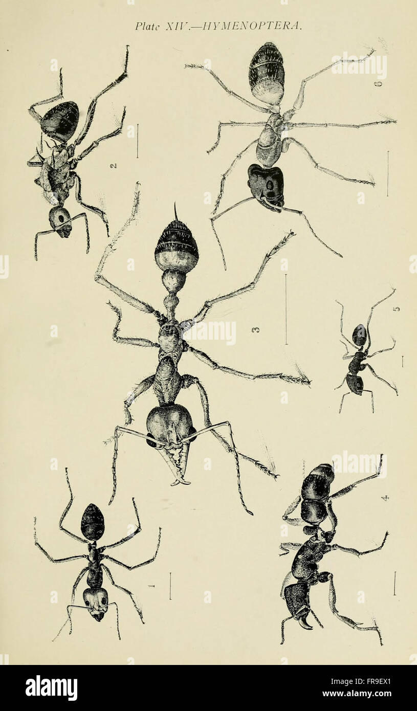 La planche XIV de 'Australian Insects' offre une illustration détaillée ...
