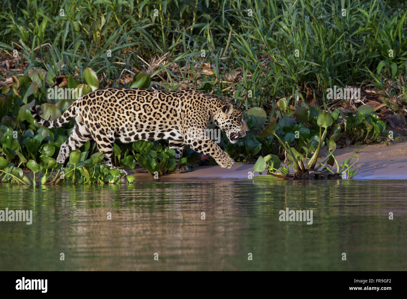 Walking jaguar Banque de photographies et d’images à haute résolution ...