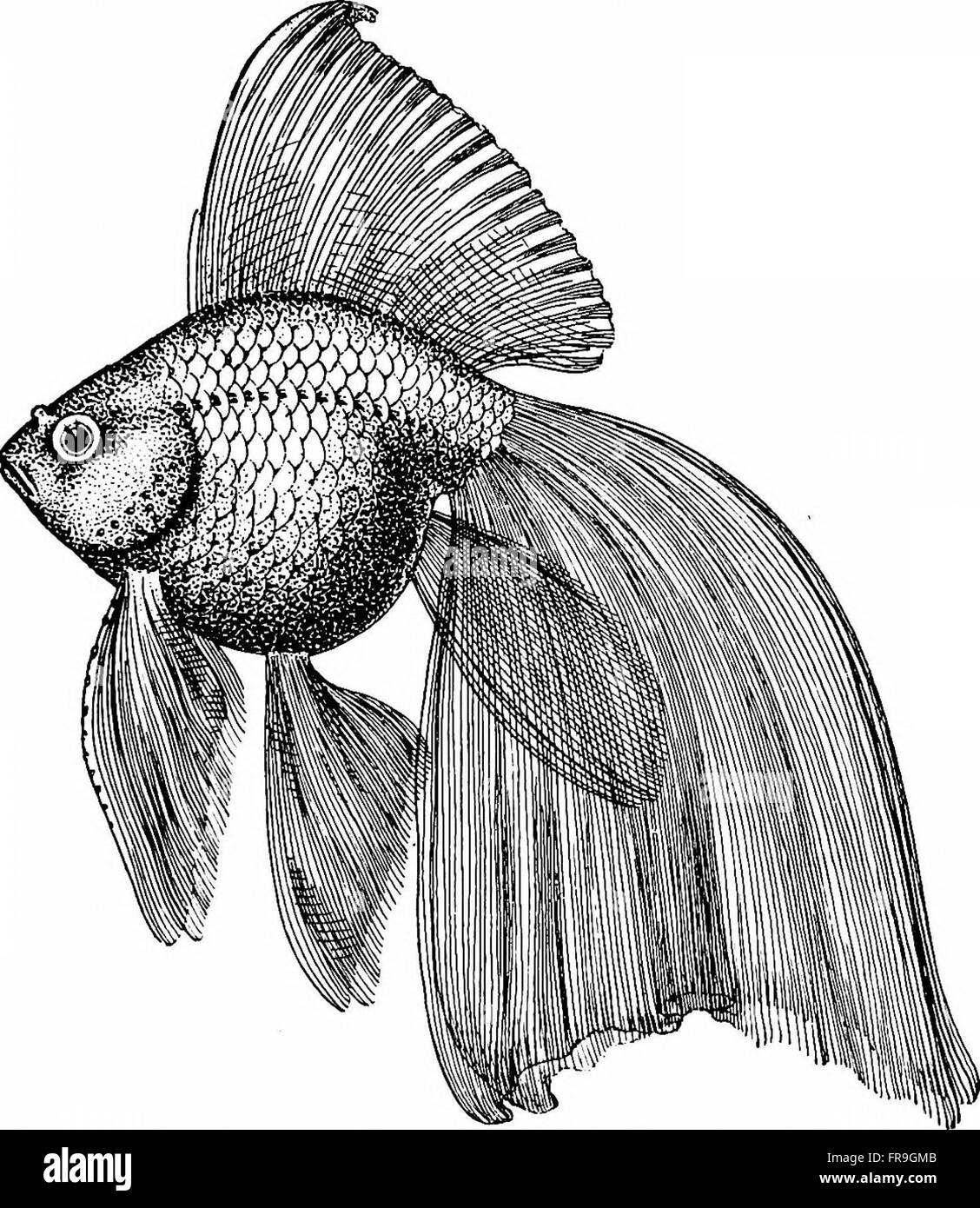 Les variétés de poissons rouges et les poissons d'aquarium tropicaux ...