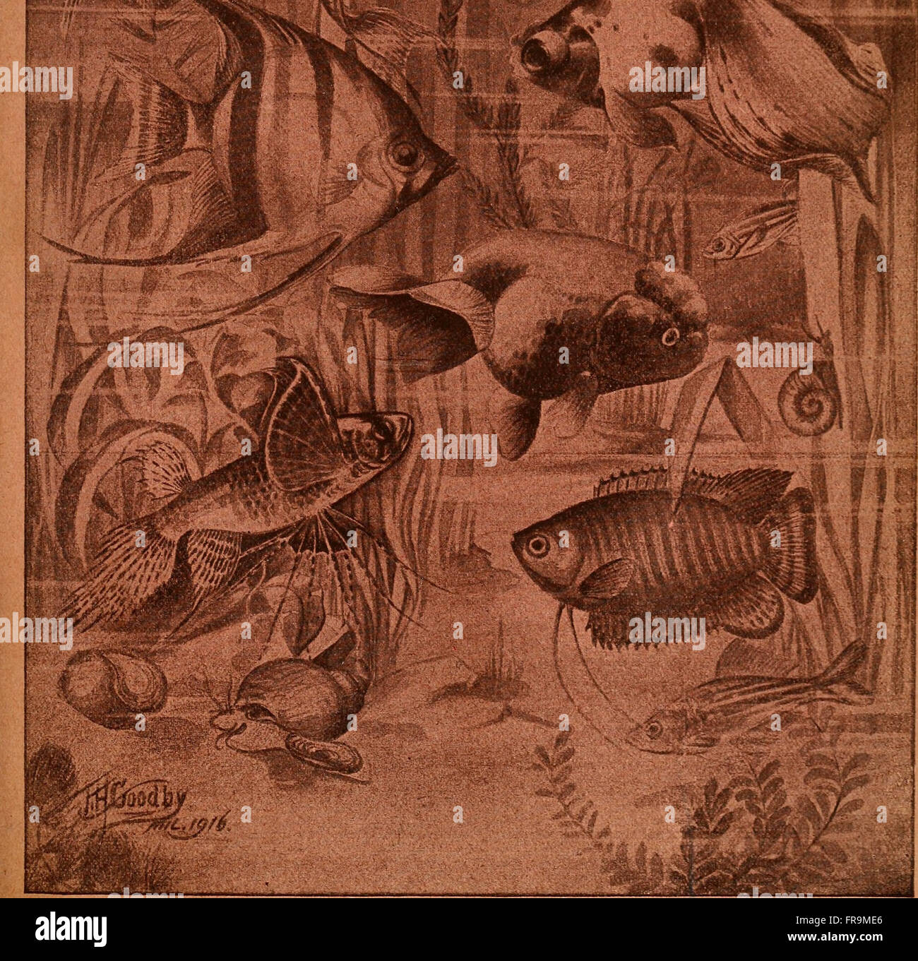 « Vie aquatique » (1920) présente une exploration de diverses espèces ...