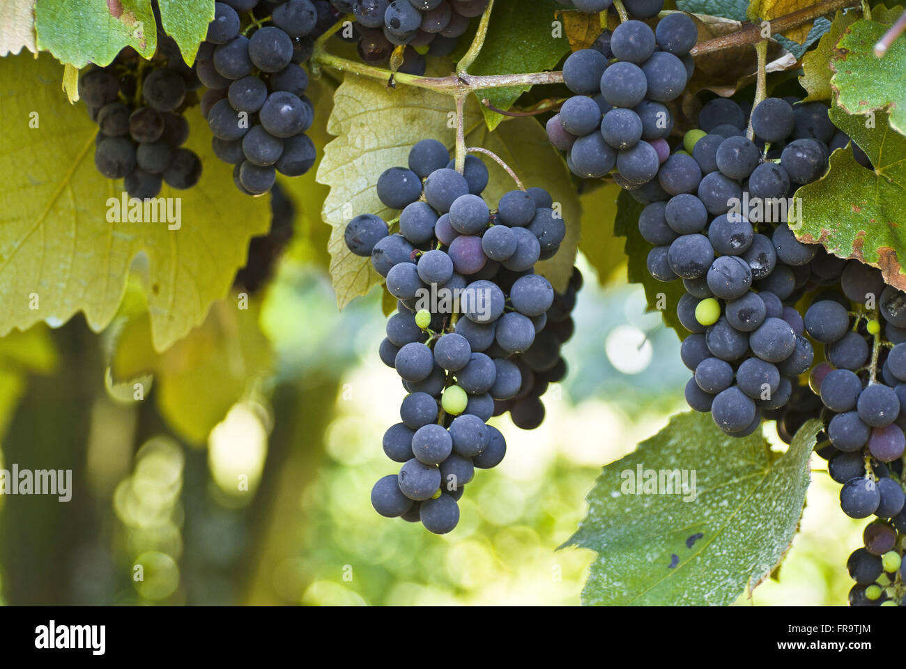 Grape clusters Banque de photographies et d’images à haute résolution ...