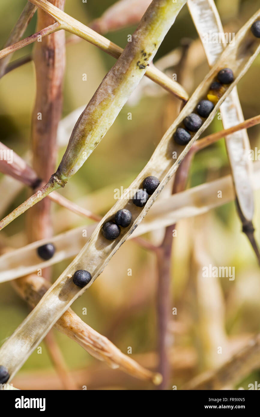 Canola seed pod Banque de photographies et d’images à haute résolution ...