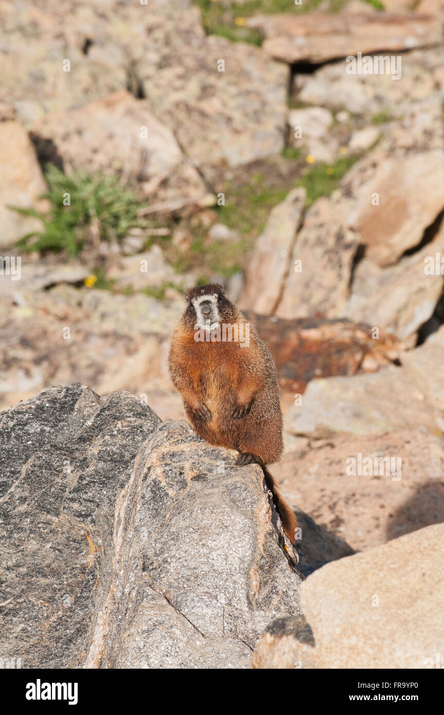 Une marmotte des Rocheuses (Marmota caligata) se tient debout sur un ...
