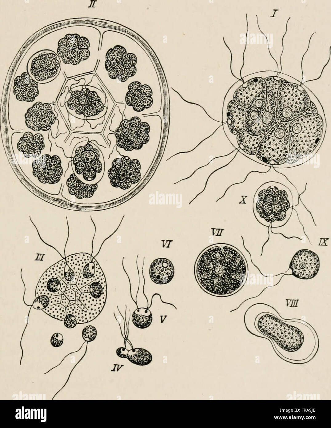 La cellule ; donne un aperçu général de l'anatomie et de la physiologie ...