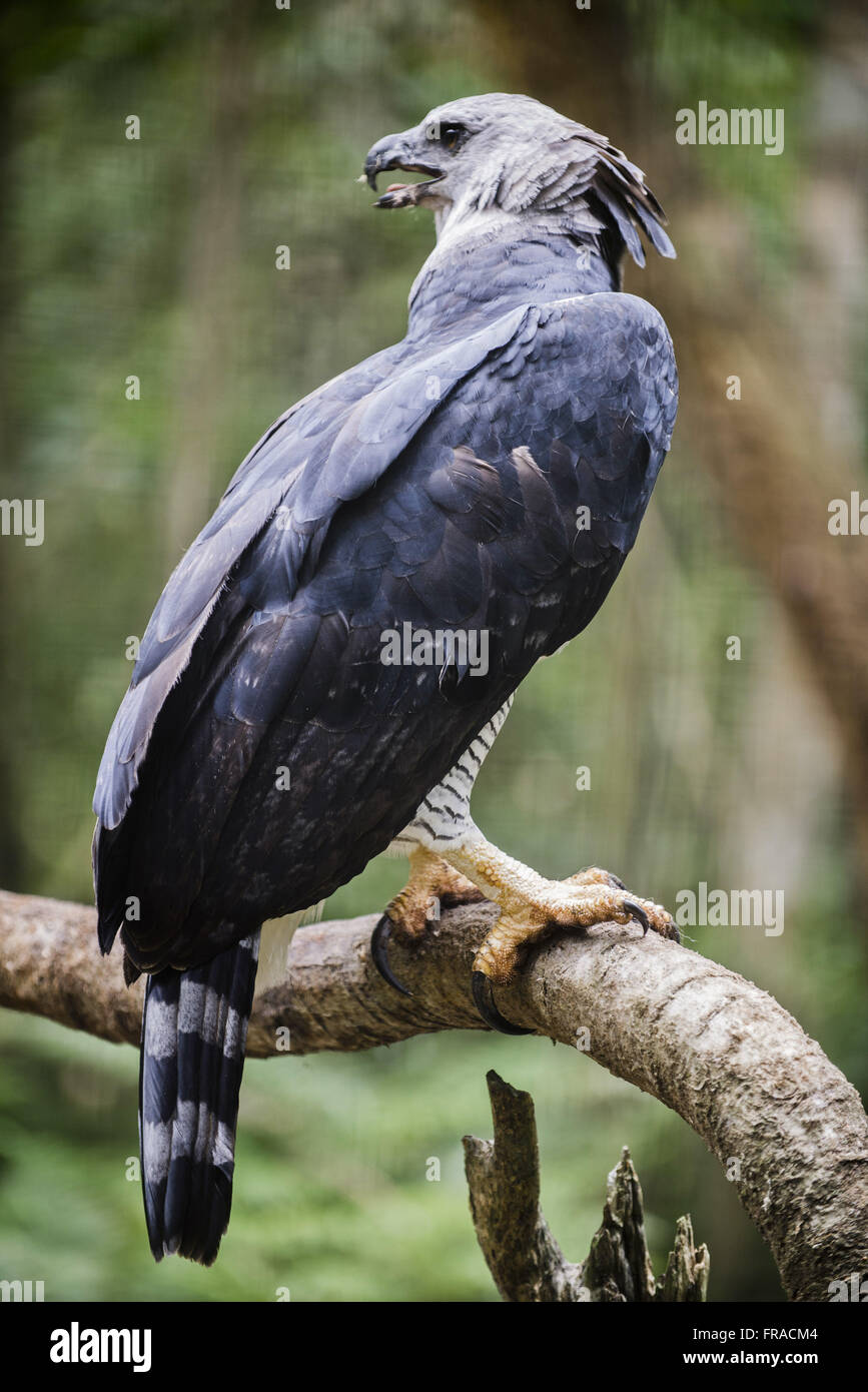 Harpie - harpyja harpie - Parque das Aves Photo Stock - Alamy