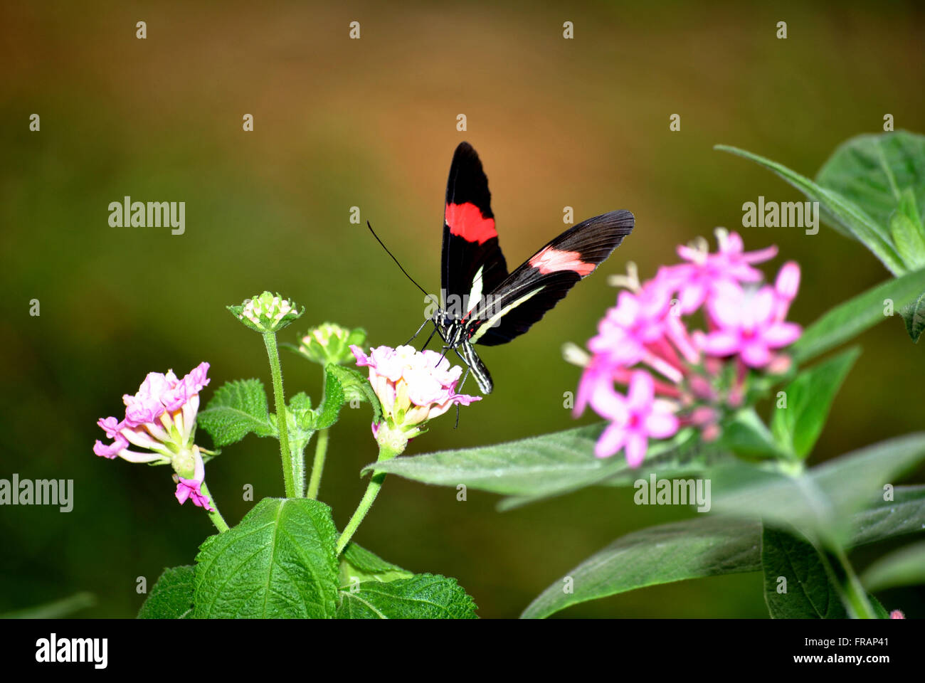 Papillon rouge Banque de photographies et d’images à haute résolution ...