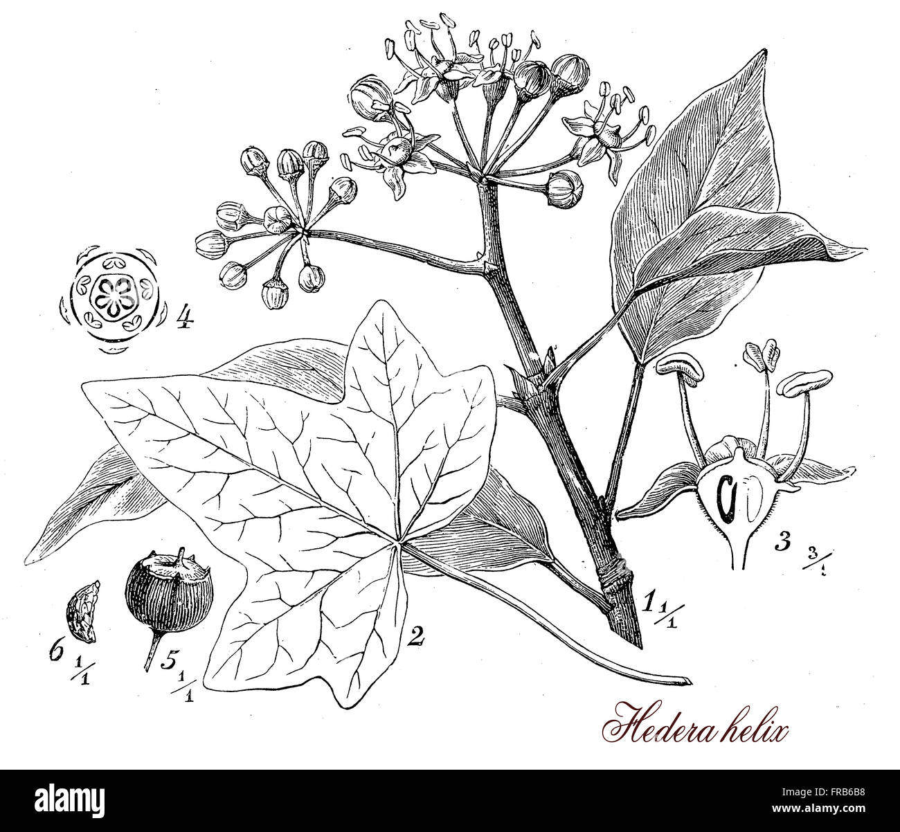 Dessin de lierre Banque de photographies et d’images à haute résolution ...