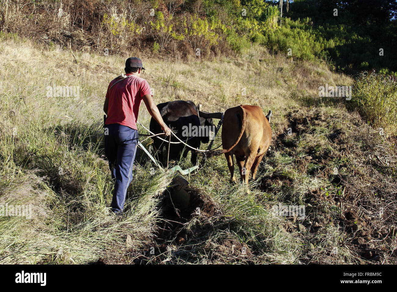 Charrue boeufs Banque de photographies et d’images à haute résolution ...