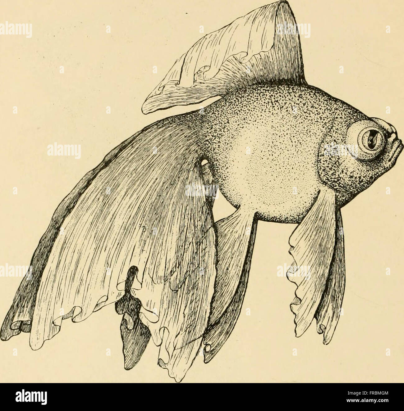 Ce guide sur les races de poissons rouges et les poissons d'aquarium ...