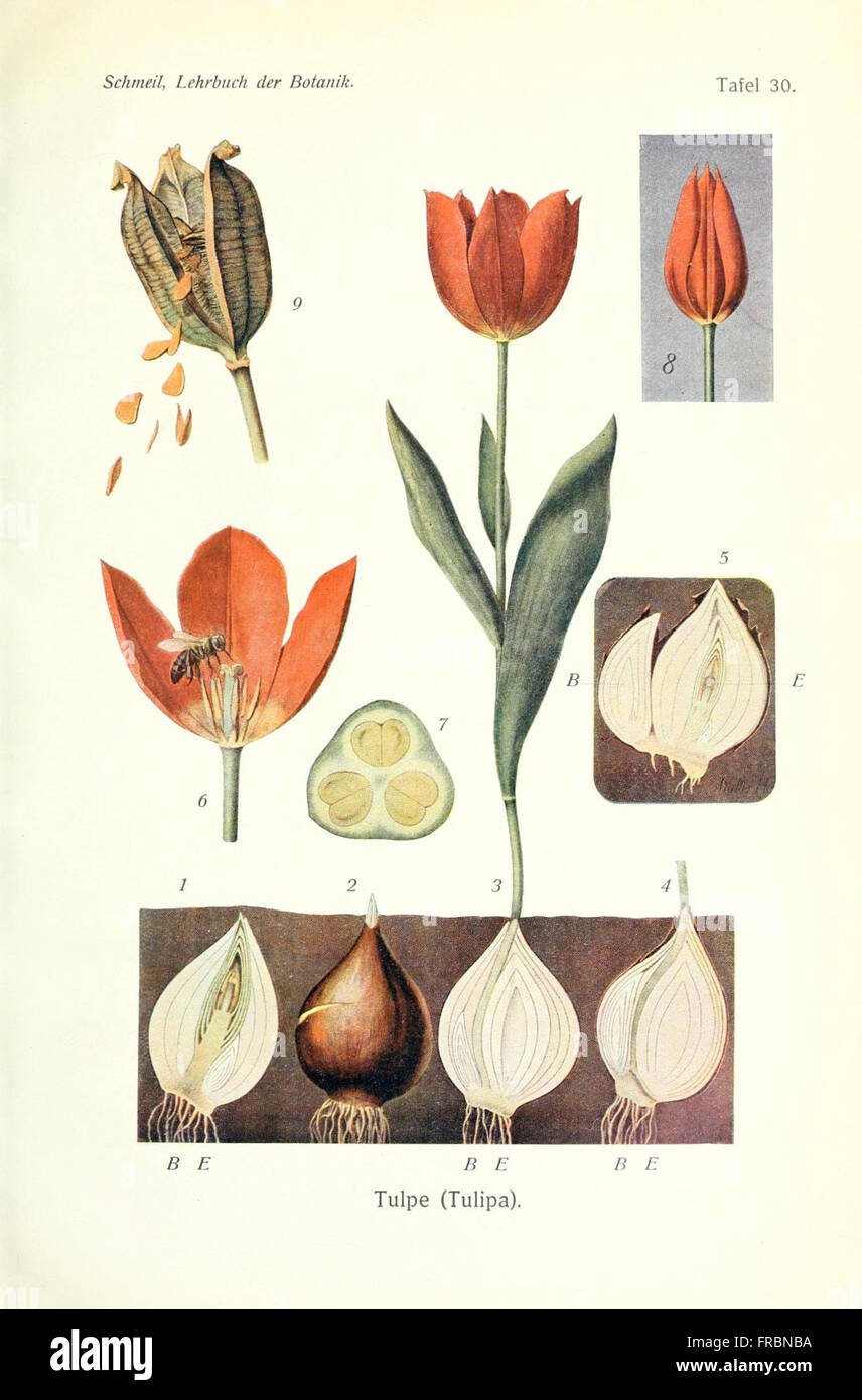 'Lehrbuch der Botanik' (manuel de botanique) fournit un guide complet ...