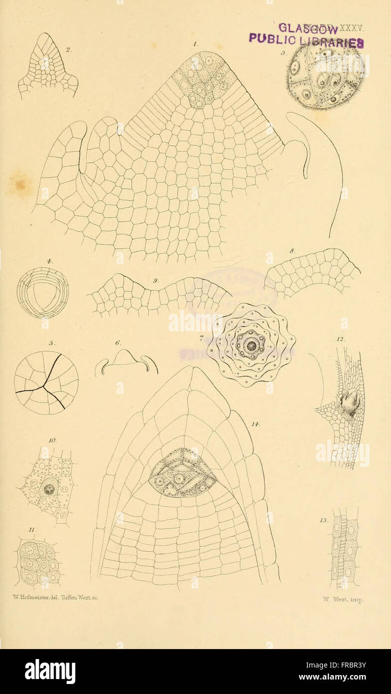 Sur la germination, le développement et la fructification de la plaque ...