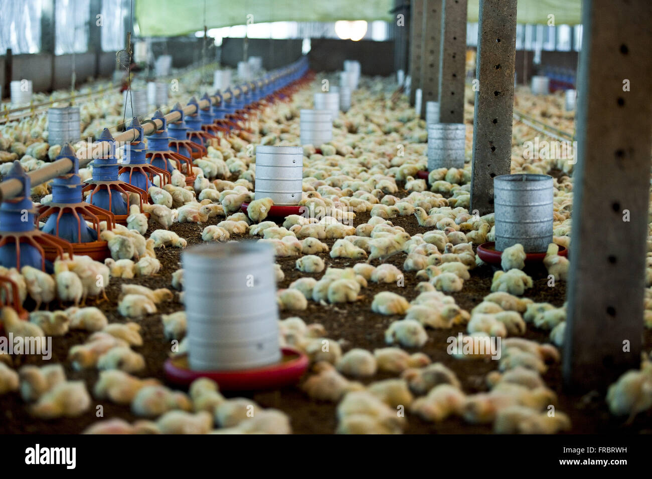 Élevage avicole Banque d'image et photos - Alamy