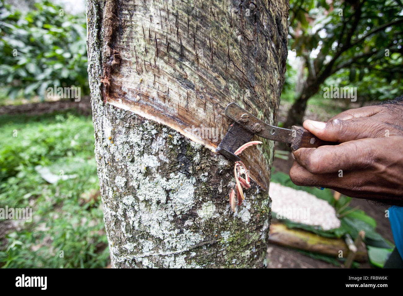Latex extraction Banque de photographies et d’images à haute résolution ...
