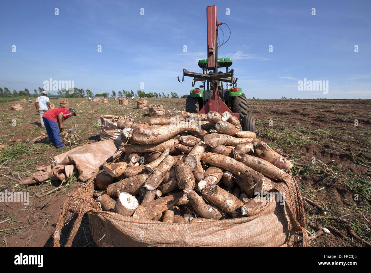 Production de farine de manioc Banque de photographies et d’images à ...
