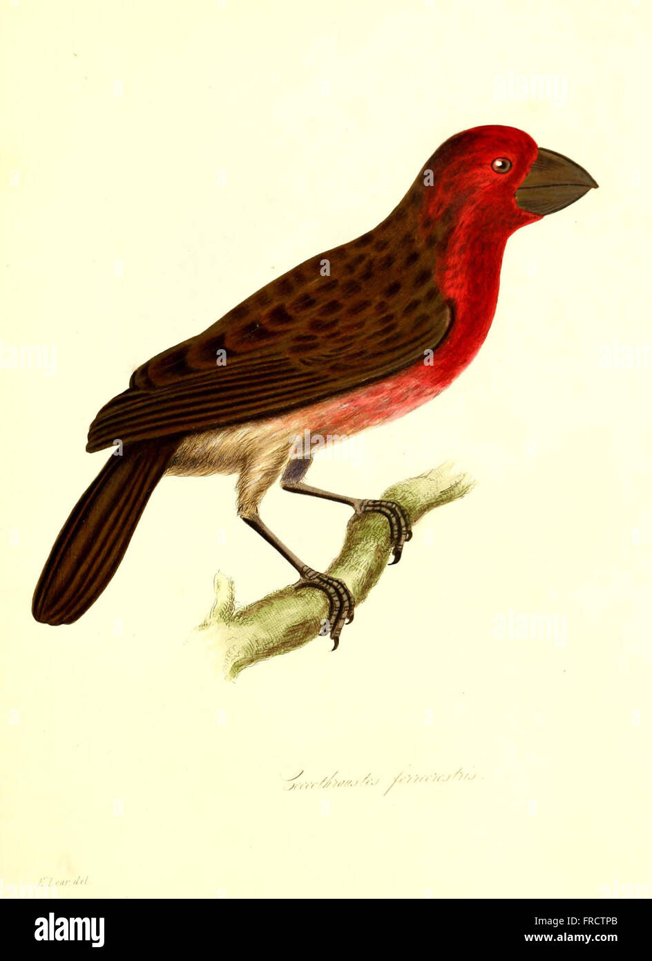 La Zoologie du voyage du capitaine Beechey (planche 8) détaille les ...