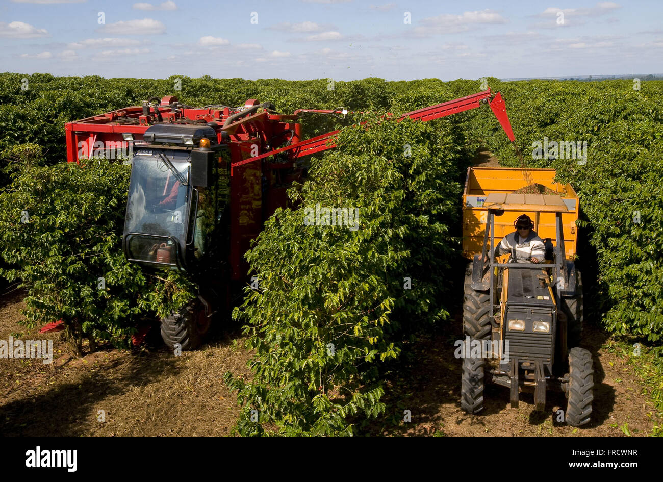 La récolte mécanique de café - Variété Nouveau Monde Photo Stock - Alamy