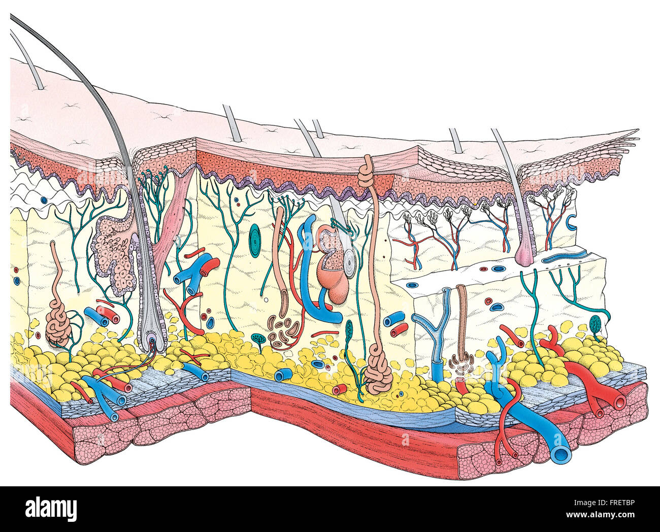Coupe transversale de la peau humaine Banque de photographies et d ...