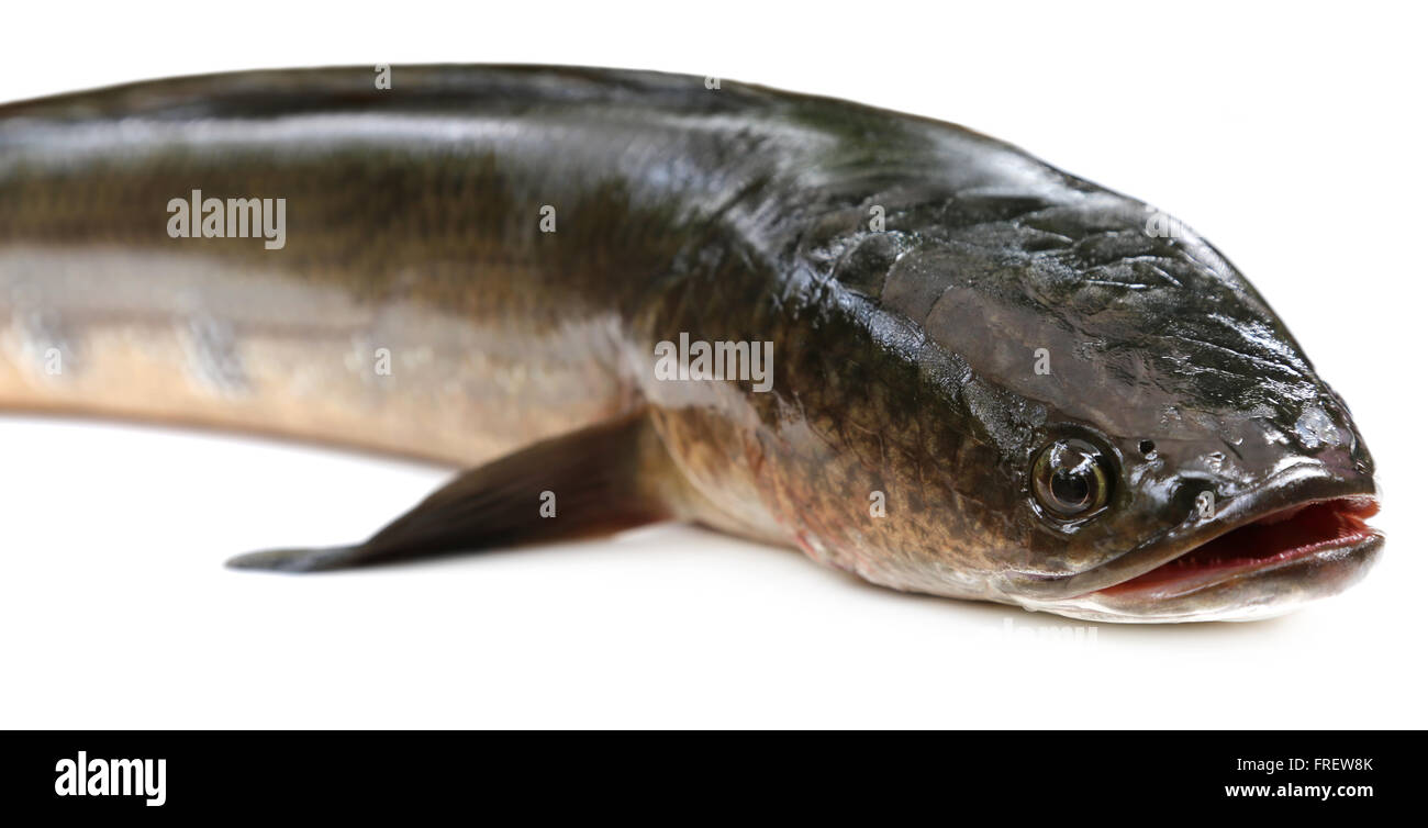 Giant snakehead Banque de photographies et d’images à haute résolution ...